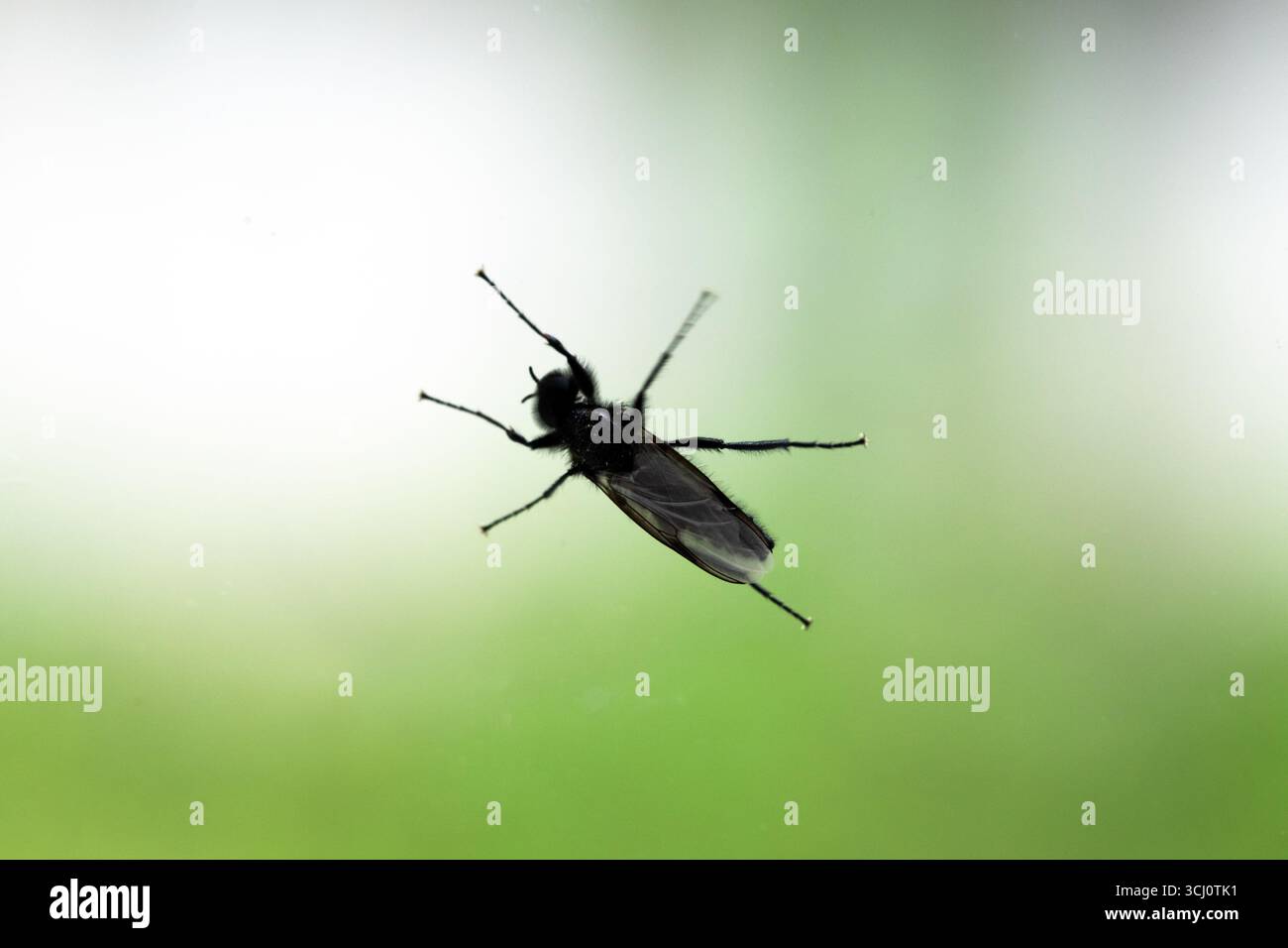 Close-up view of a black flying insect perched on a glass surface ...