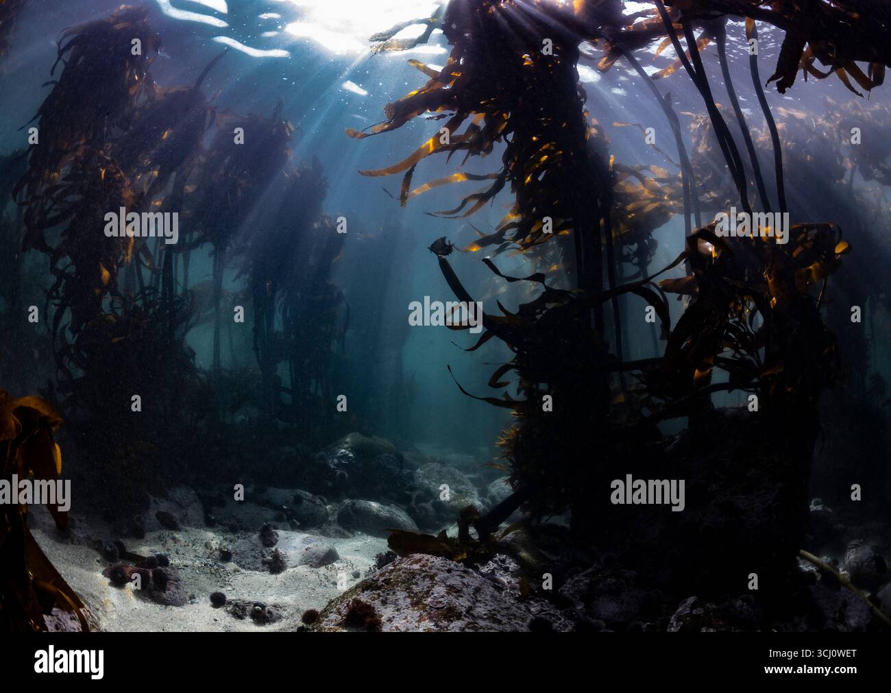 Mystical Kelp Forest Underwater Scene with Dark Shadows and Bright ...