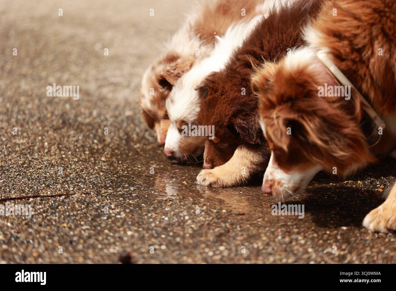 Three dogs are drinking water from a puddle Stock Photo - Alamy