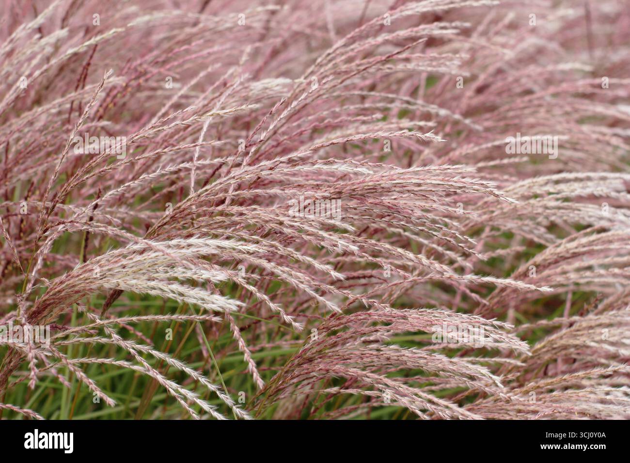 Miscanthus sinensis Kleine Fontane. Feathery pink flower heads of ...