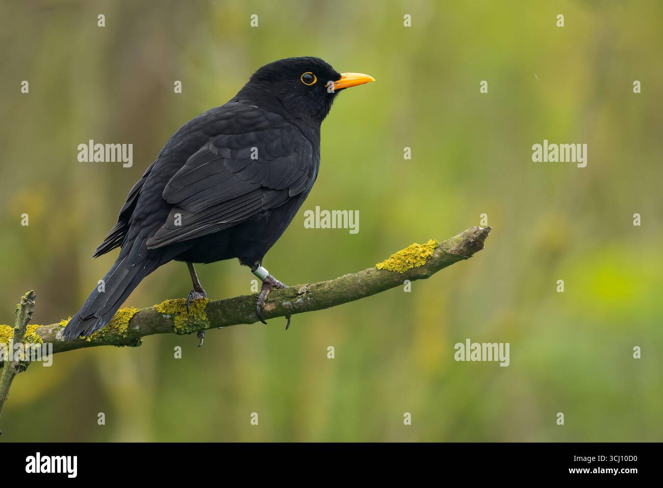Male common blackbird (Turdus merula Stock Photo - Alamy