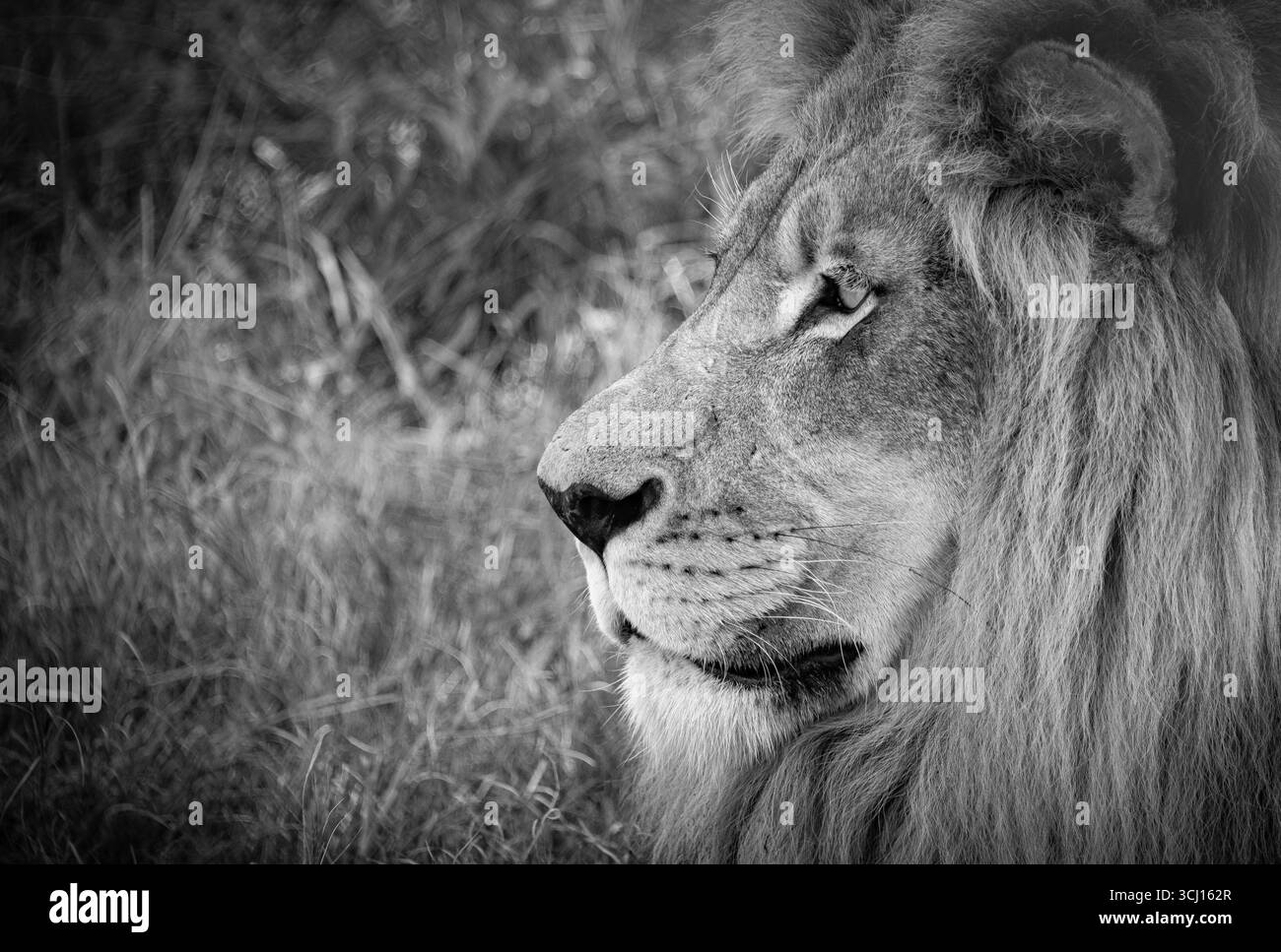 Lion in distance hi-res stock photography and images - Alamy
