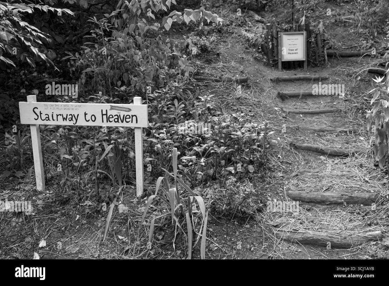 Stairway to Heaven with steps leading to Tree of Heaven at Coy Pond ...