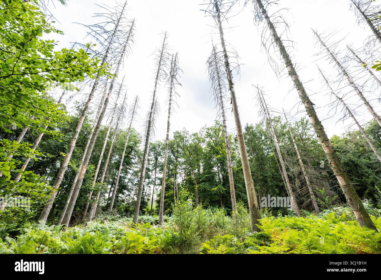 PRODUCTION - 27 August 2025, North Rhine-Westphalia, Paderborn ...