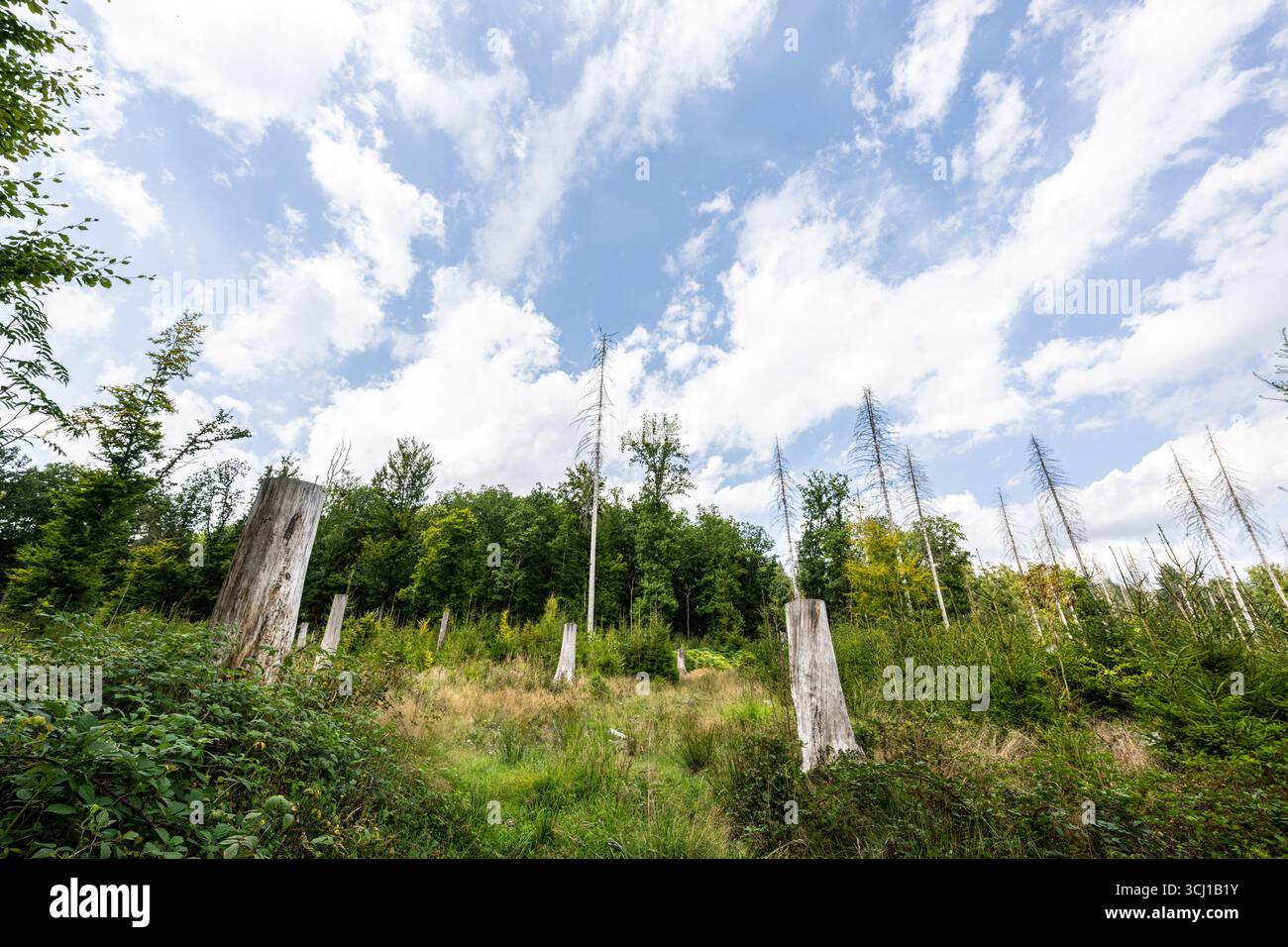 PRODUCTION - 27 August 2025, North Rhine-Westphalia, Paderborn ...
