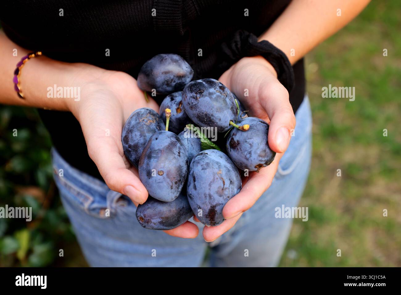 Pretty girl picking plums from a plum tree in her garden in Chichester ...