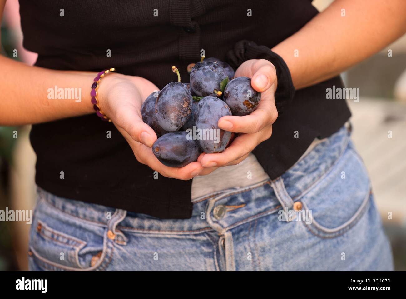Pretty girl picking plums from a plum tree in her garden in Chichester ...