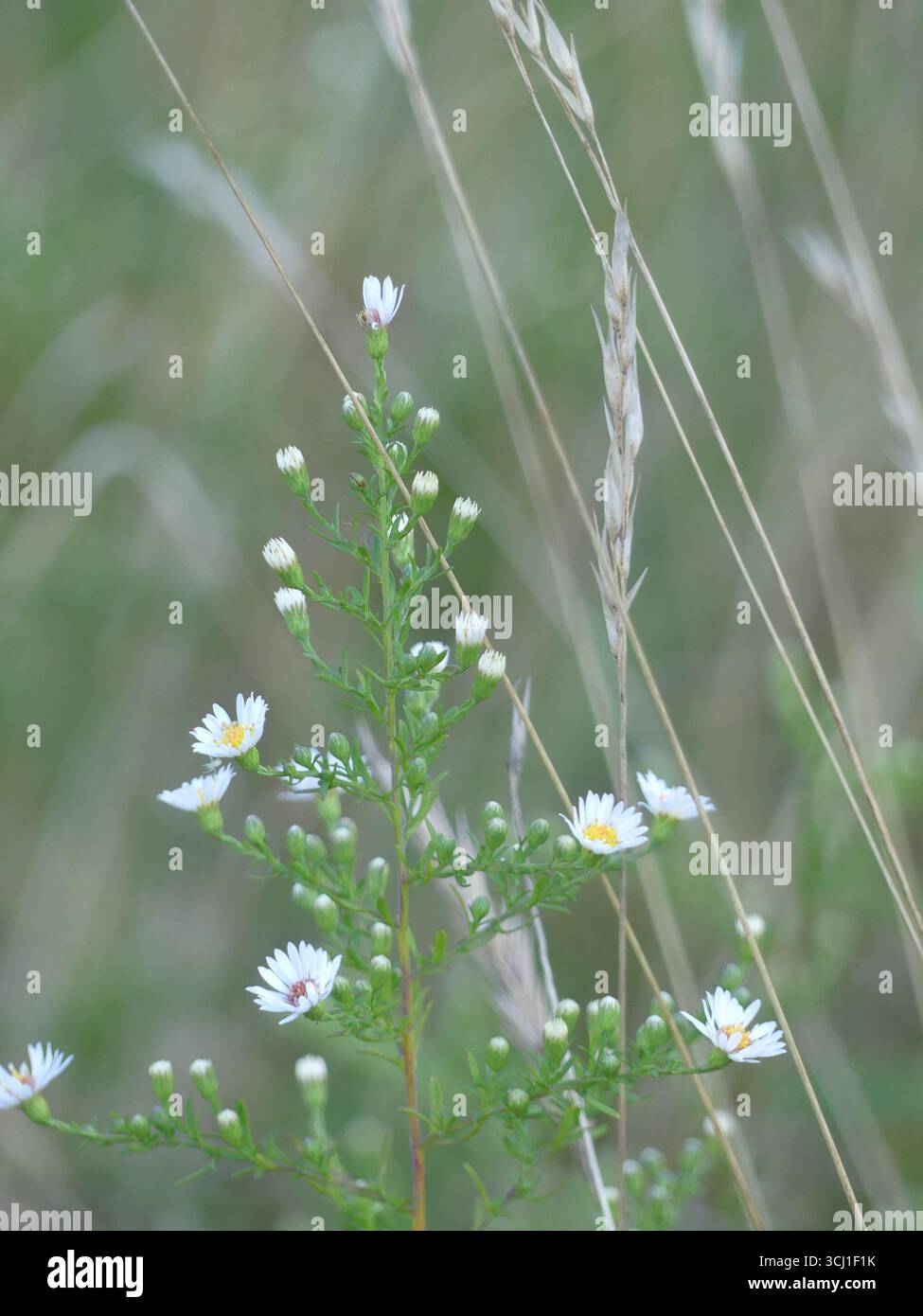 Hairy white oldfield aster (Symphyotrichum pilosum Stock Photo - Alamy