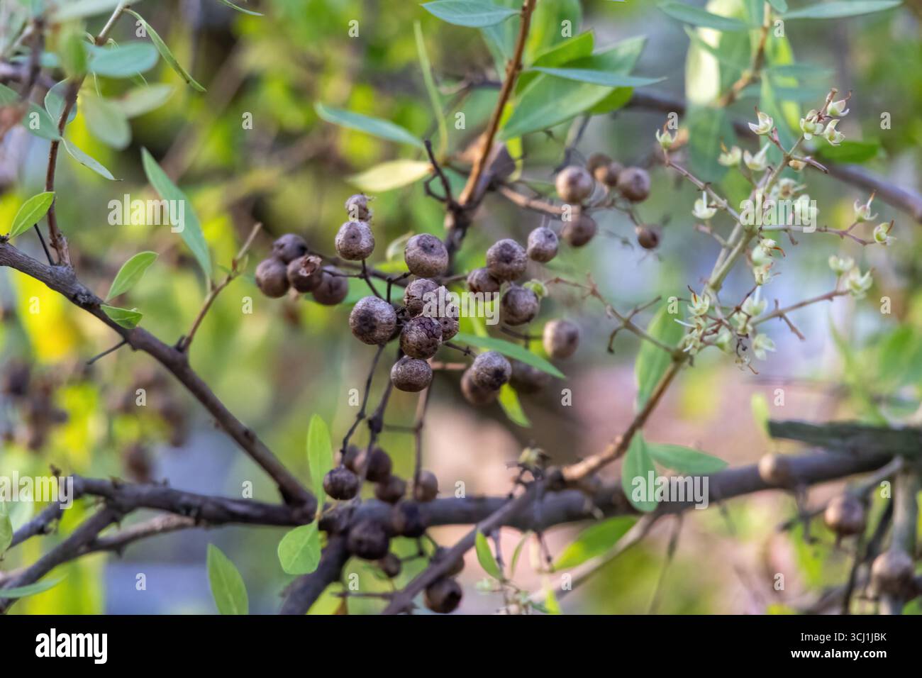 Plant based hair dye hi-res stock photography and images - Alamy