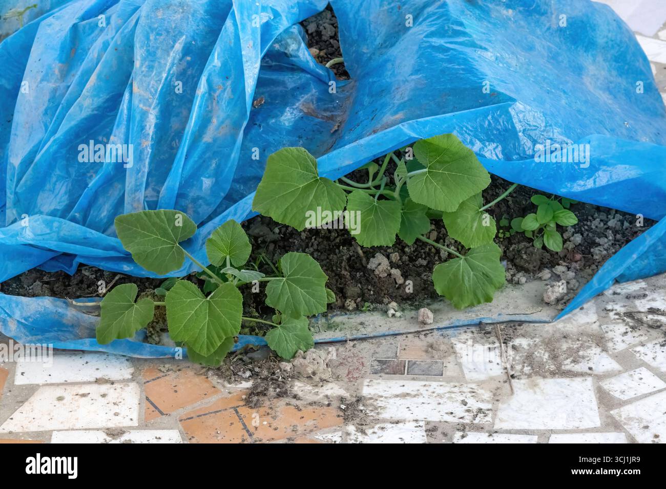 Young sheet plant covered hi-res stock photography and images - Alamy