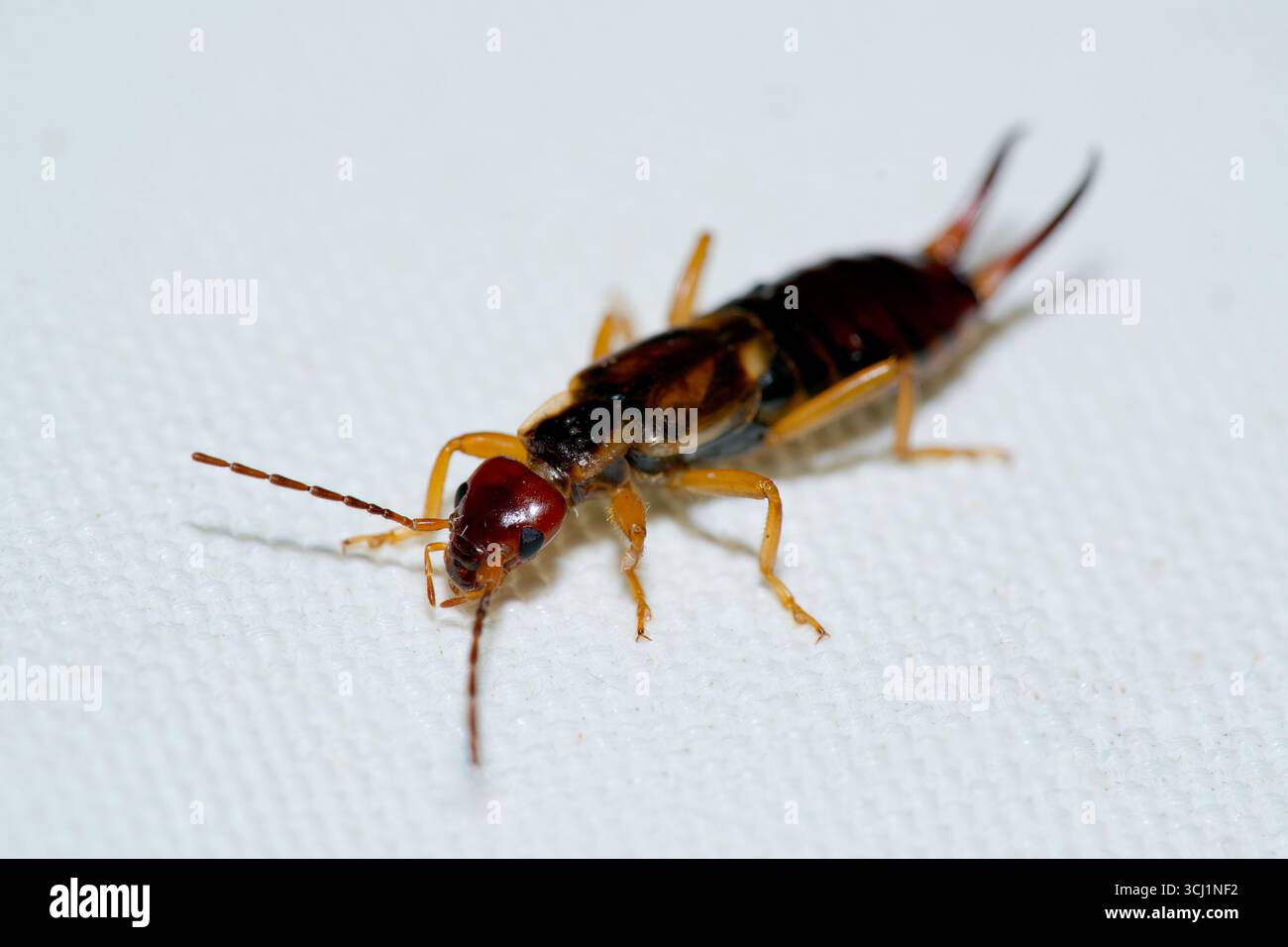 Earwig observation hi-res stock photography and images - Alamy