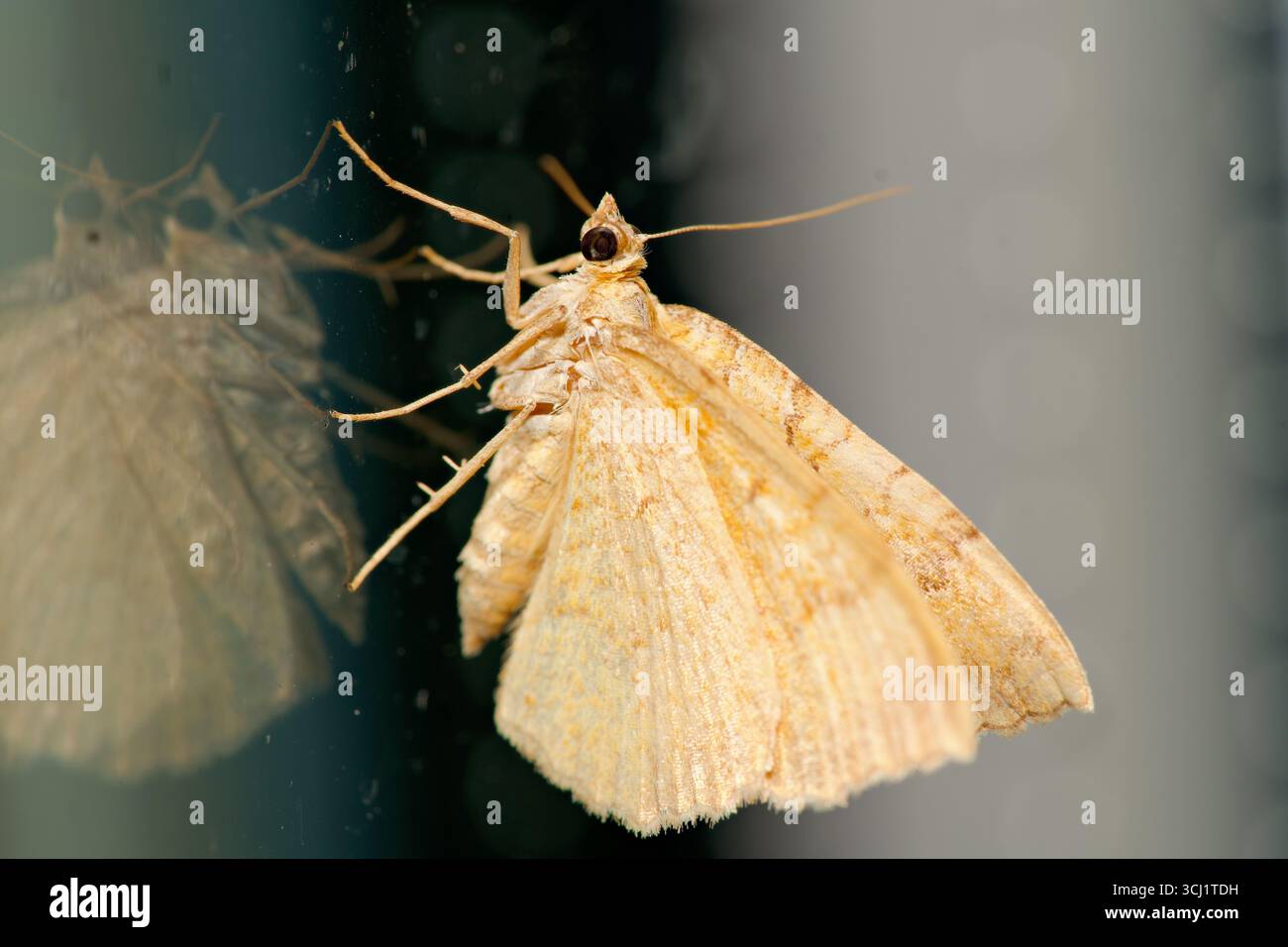 Close-up of the ochreous pugg moth (Camptogramma bilineata, Ockergelber ...