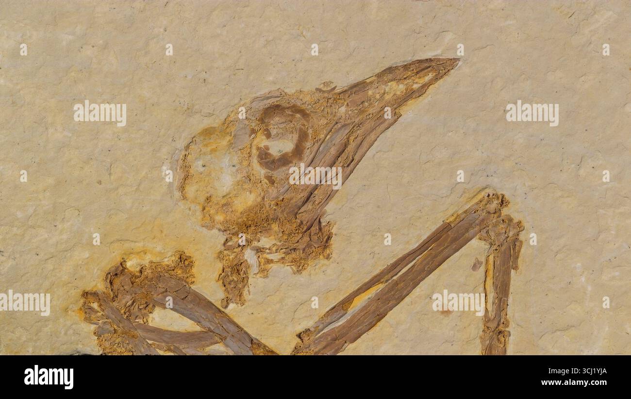 Fossil bird skull from hi-res stock photography and images - Alamy
