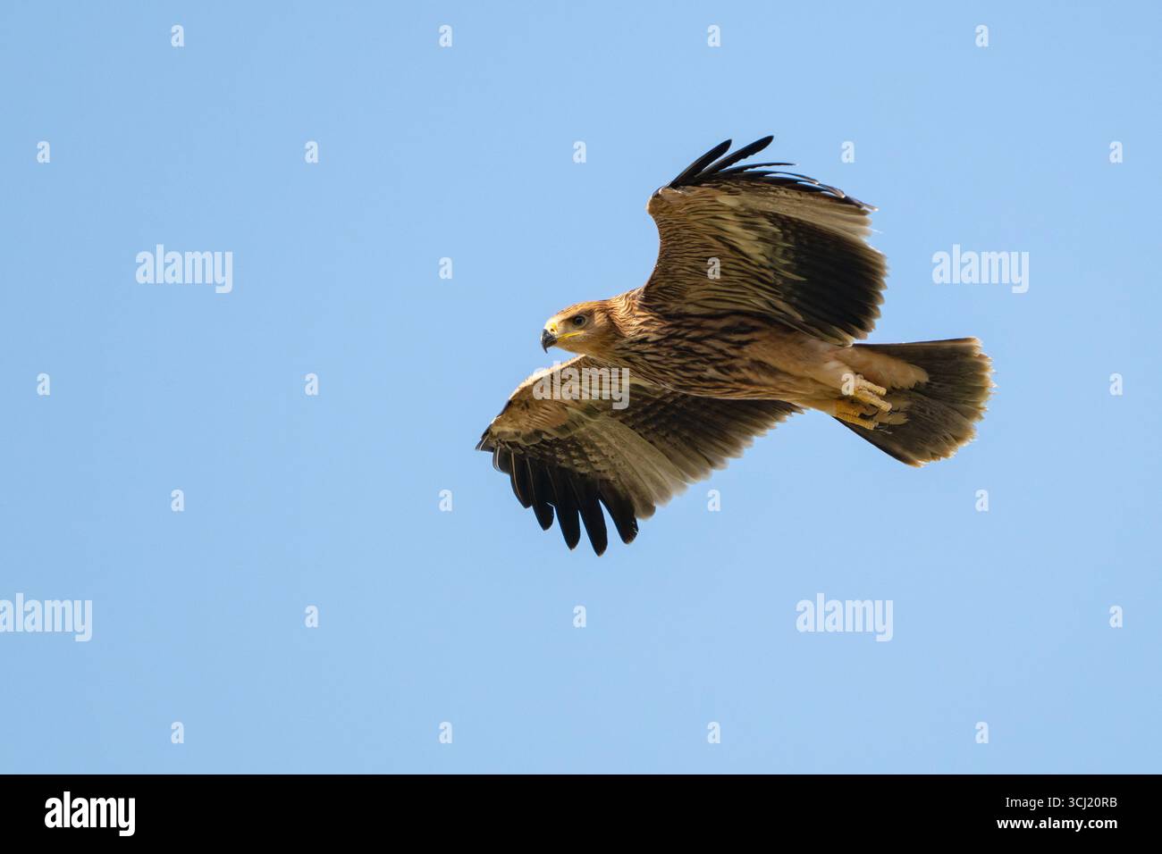 Eastern imperial eagle Aquila heliaca. Wild bird. A bird in flight ...