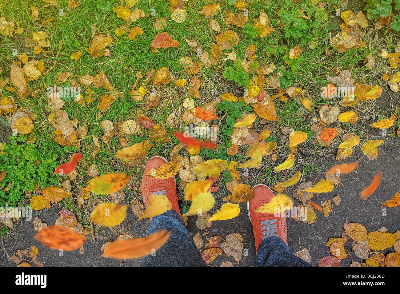 Autumn leaves falling and spinning. Fall outdoor nature background with ...