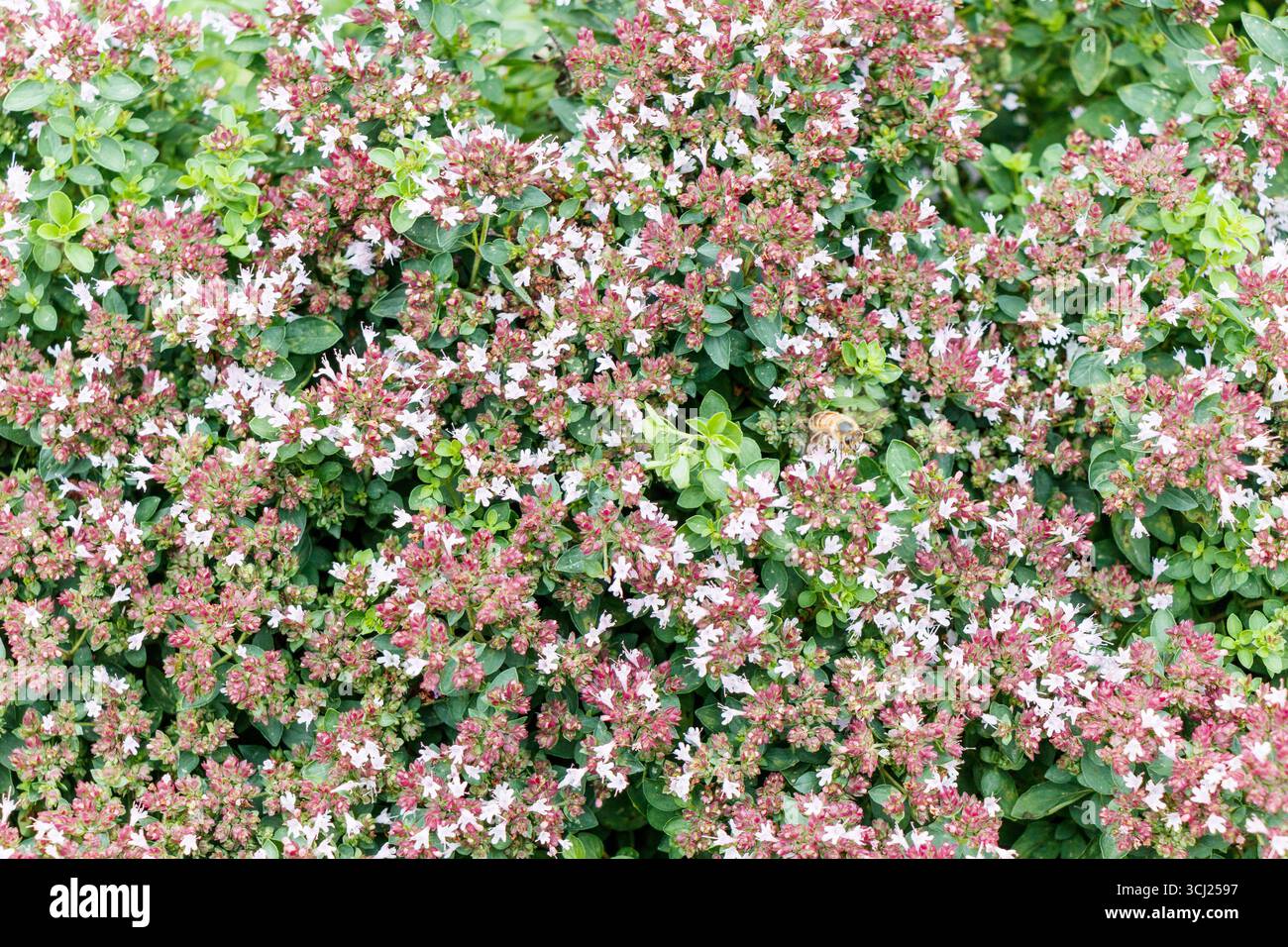Kitchen garden uk hi-res stock photography and images - Alamy