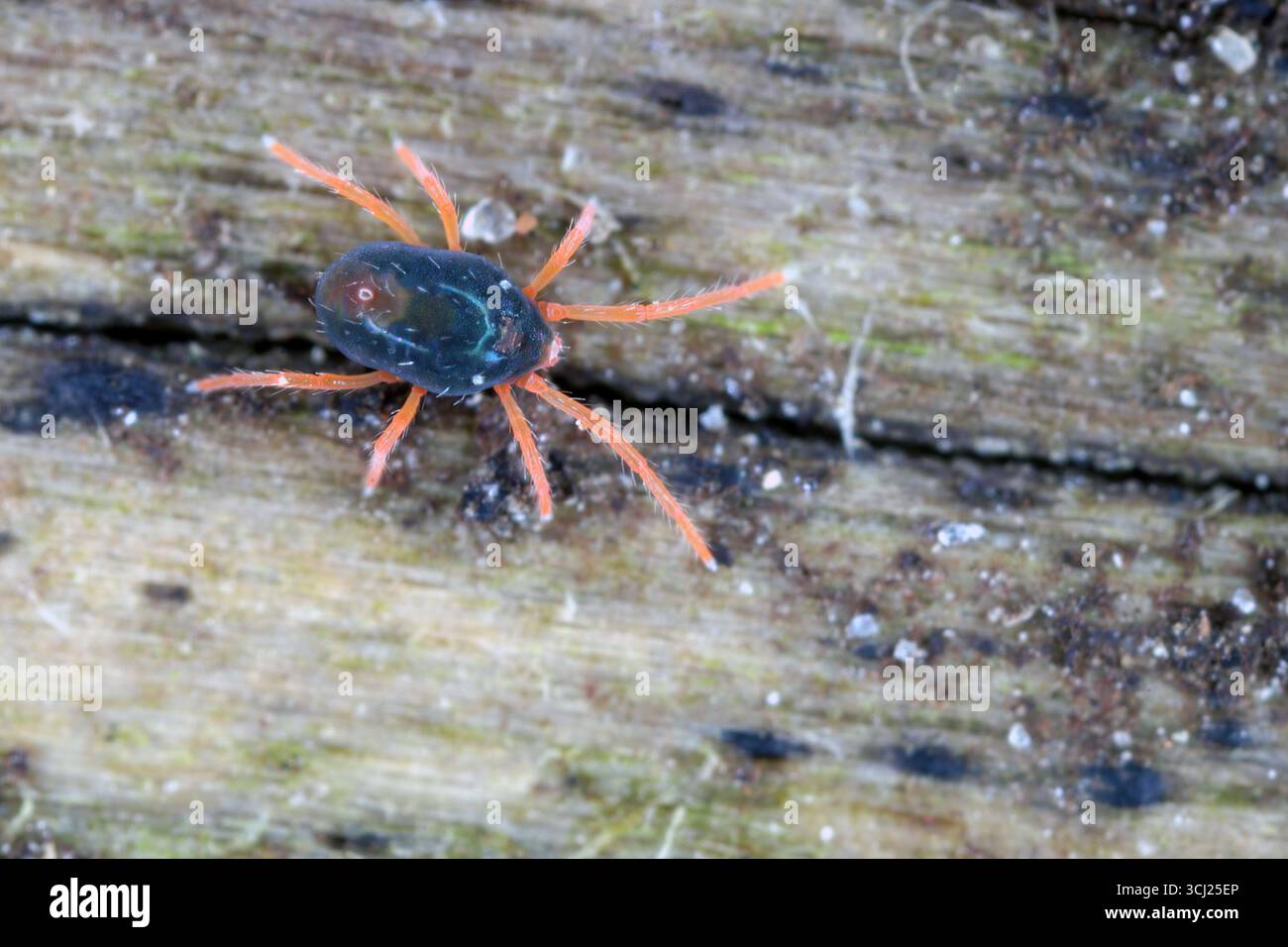 Red legged earth mite super, Penthaleidae, close-up Stock Photo - Alamy