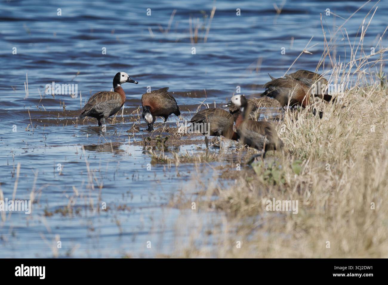 Flock white faced whistling duck hi-res stock photography and images ...