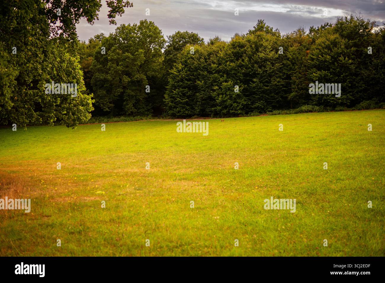Open natural grassland under hi-res stock photography and images - Alamy