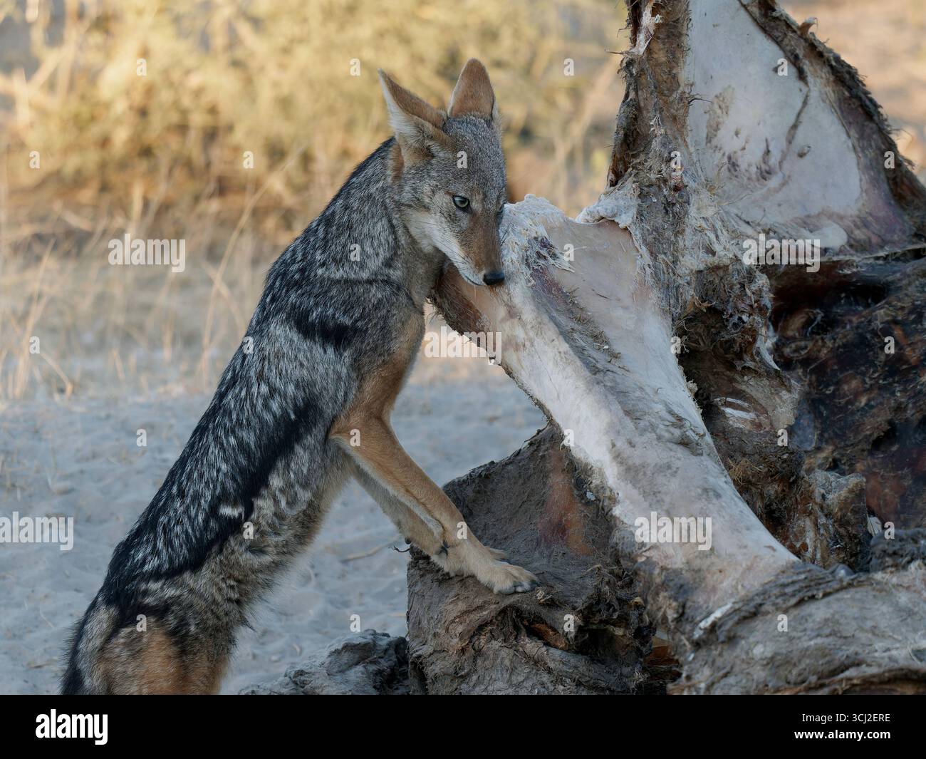 Jackal awareness hi-res stock photography and images - Alamy