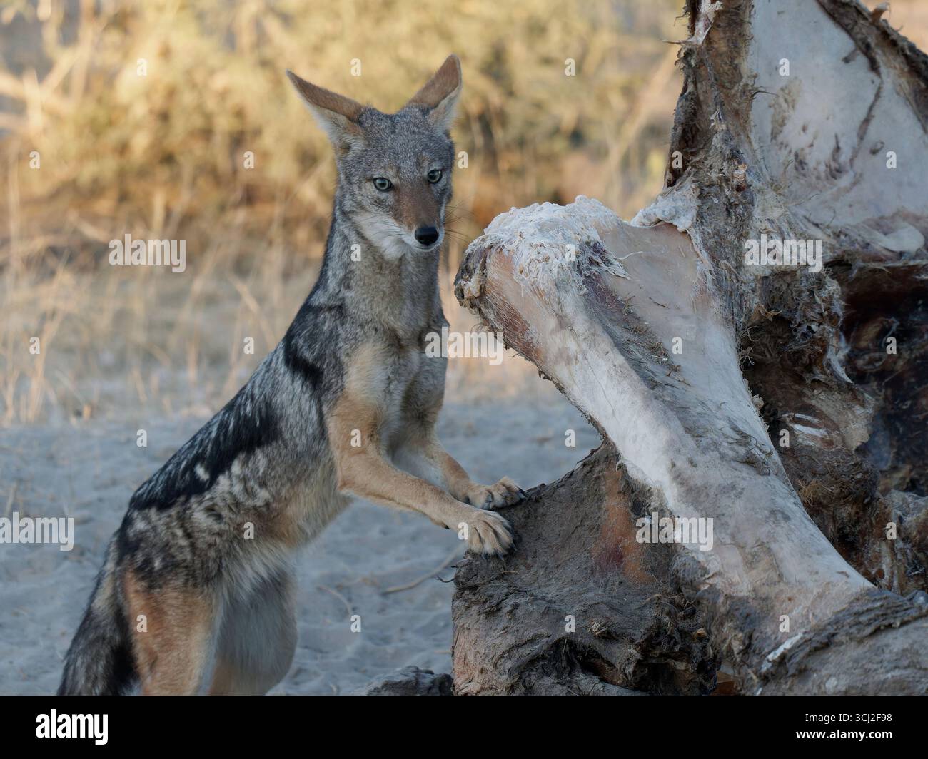 Hunted by jackal hi-res stock photography and images - Alamy