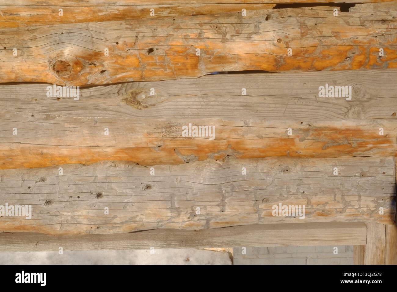 The texture of the tree. Natural realistic wooden texture with deep ...