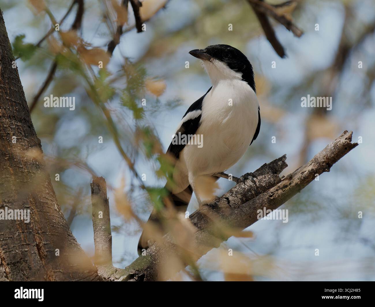 Birds of gabon hi-res stock photography and images - Alamy