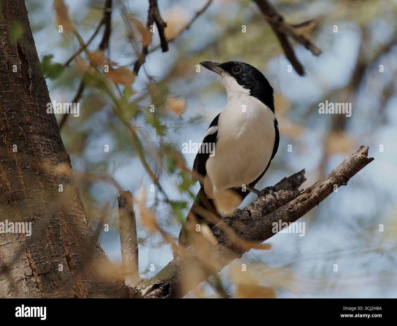 Botswana gabon hi-res stock photography and images - Alamy