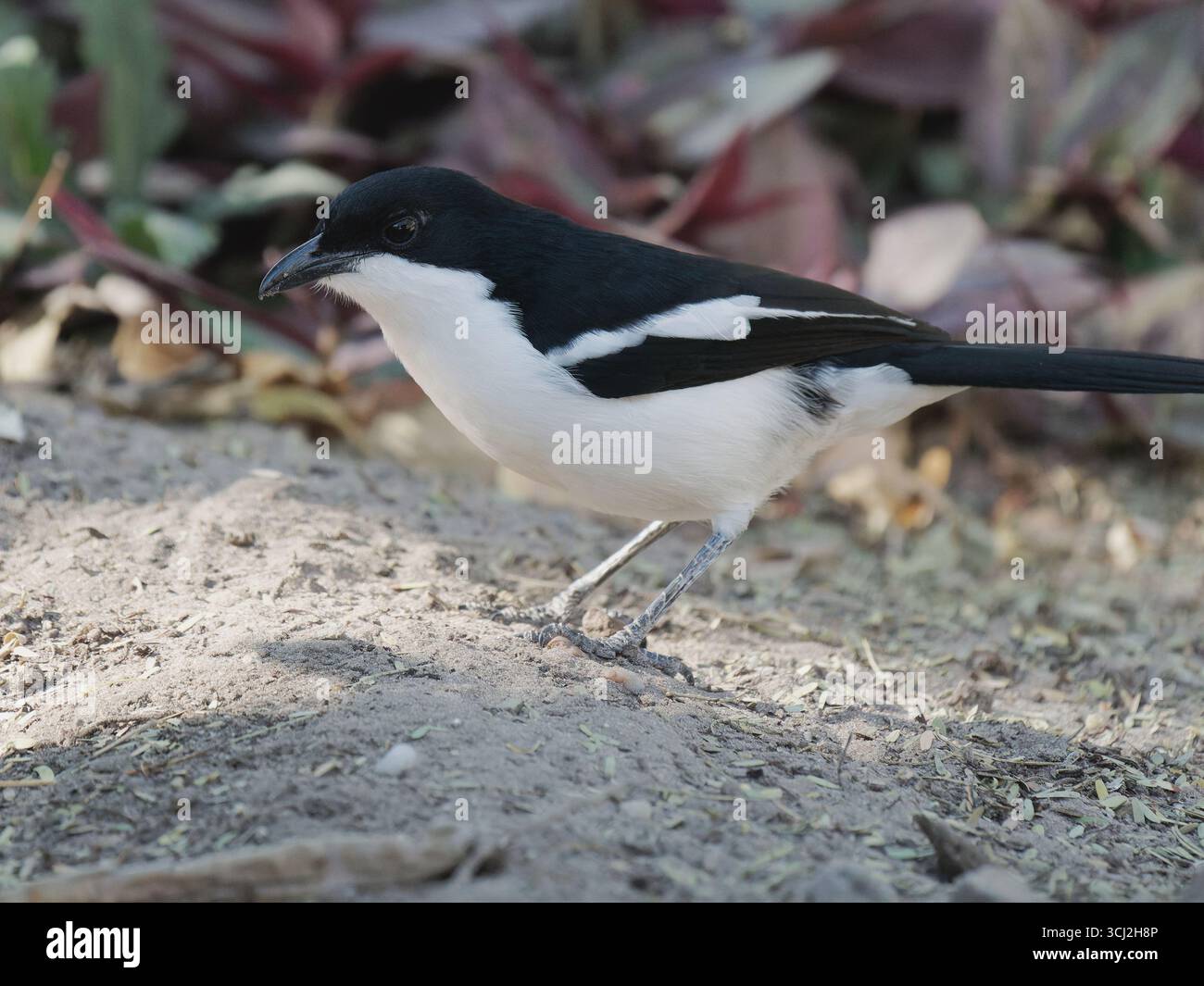 Gabon botswana hi-res stock photography and images - Alamy