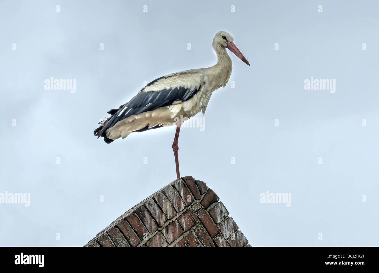 Storch, Dach, Storchendorf Rühstädt, Brandenburg, Deutschland *** Stork ...