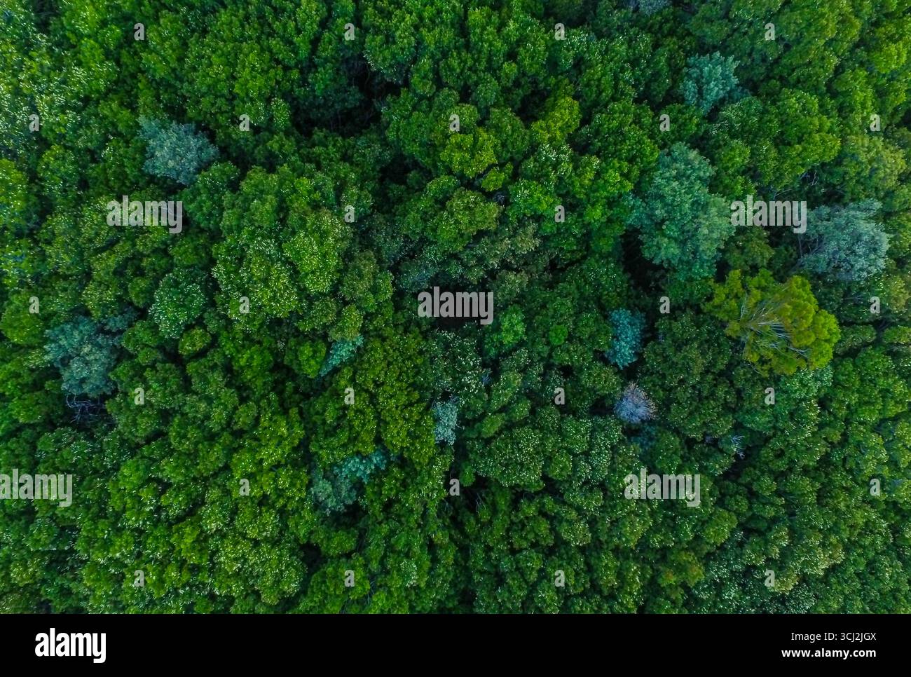 An overhead, abstract view of a lush green forest canopy. The various ...