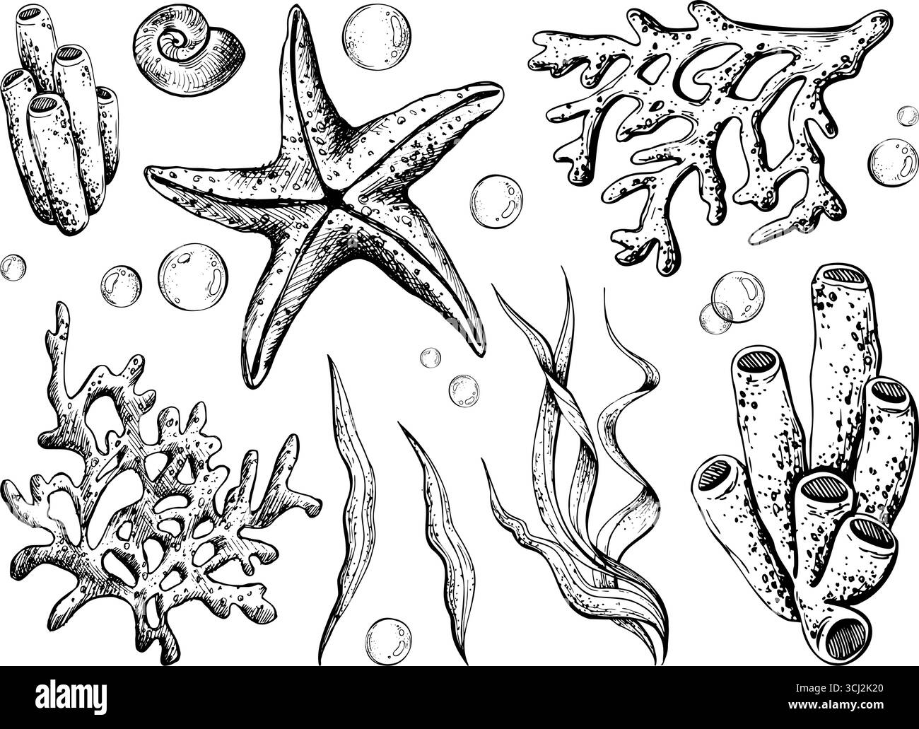 Detailed illustration of coral Black and White Stock Photos & Images ...