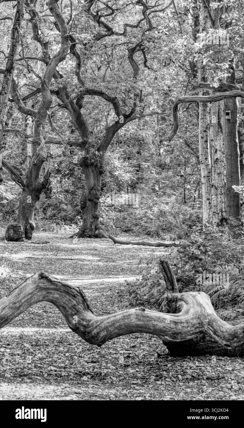 Yorkshire fern leaves Black and White Stock Photos & Images - Alamy