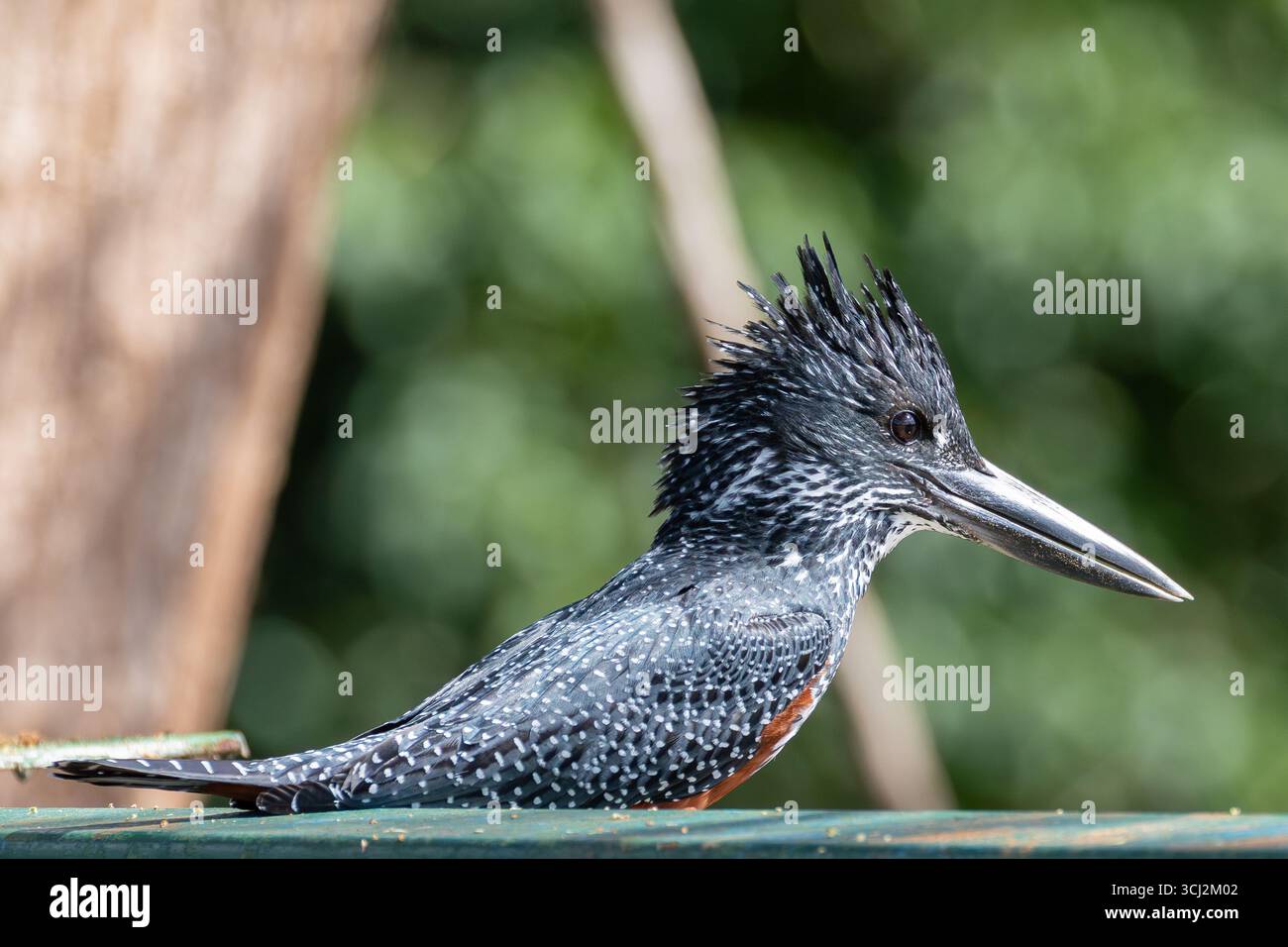 Giant Kingfisher (Megaceryle maxima) fishing from parapet of Levuvhu ...