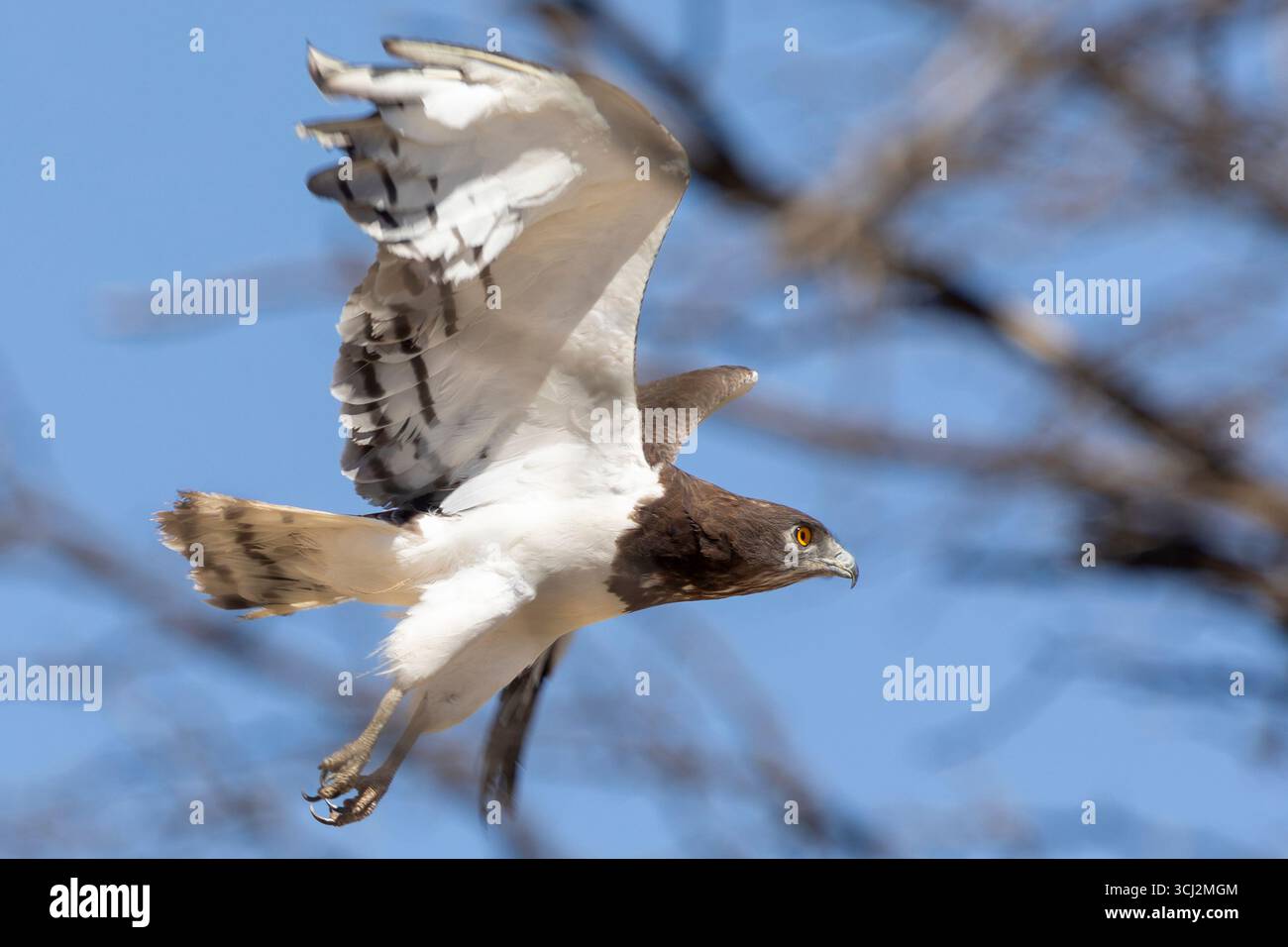 Black-chested Snake Eagle (Circaetus pectoralis) flying through Acacia ...