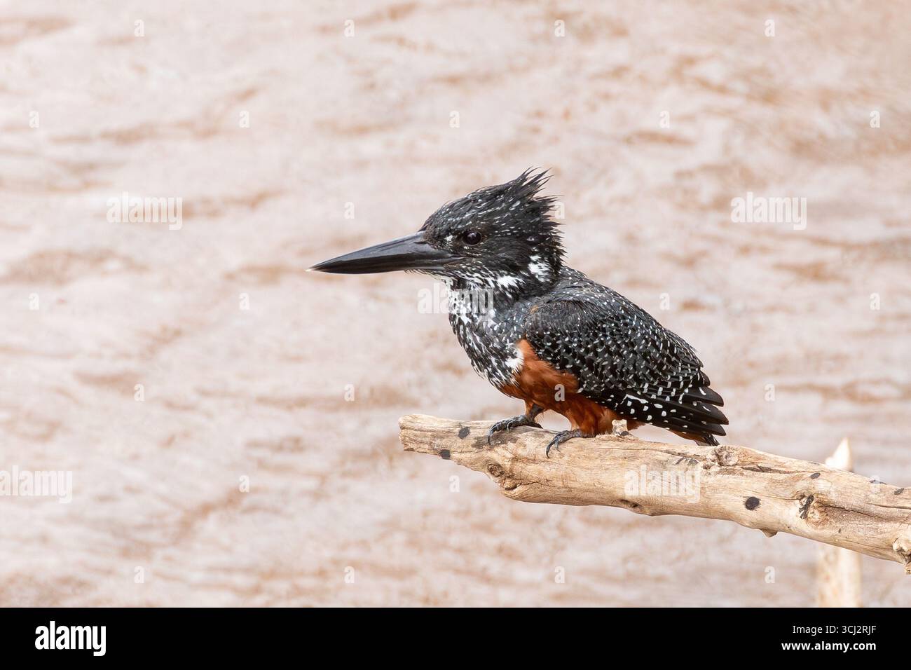 Giant Kingfisher (Megaceryle maxima) female perched over flooding ...