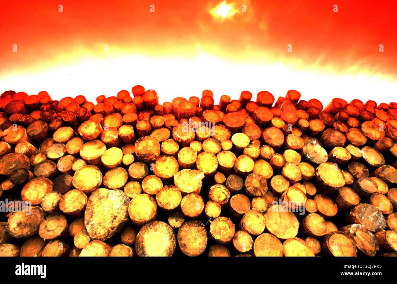 stacked or piled up wood, storage of wood from the forest stacked or ...