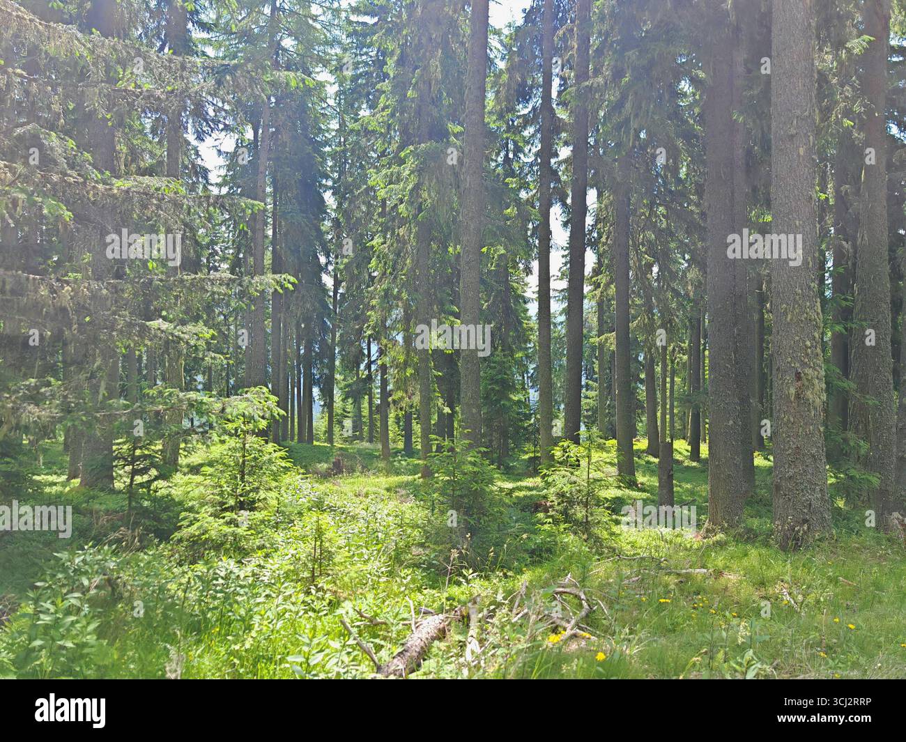 reforestation or reafforestation in a forest, tree planting and growing ...