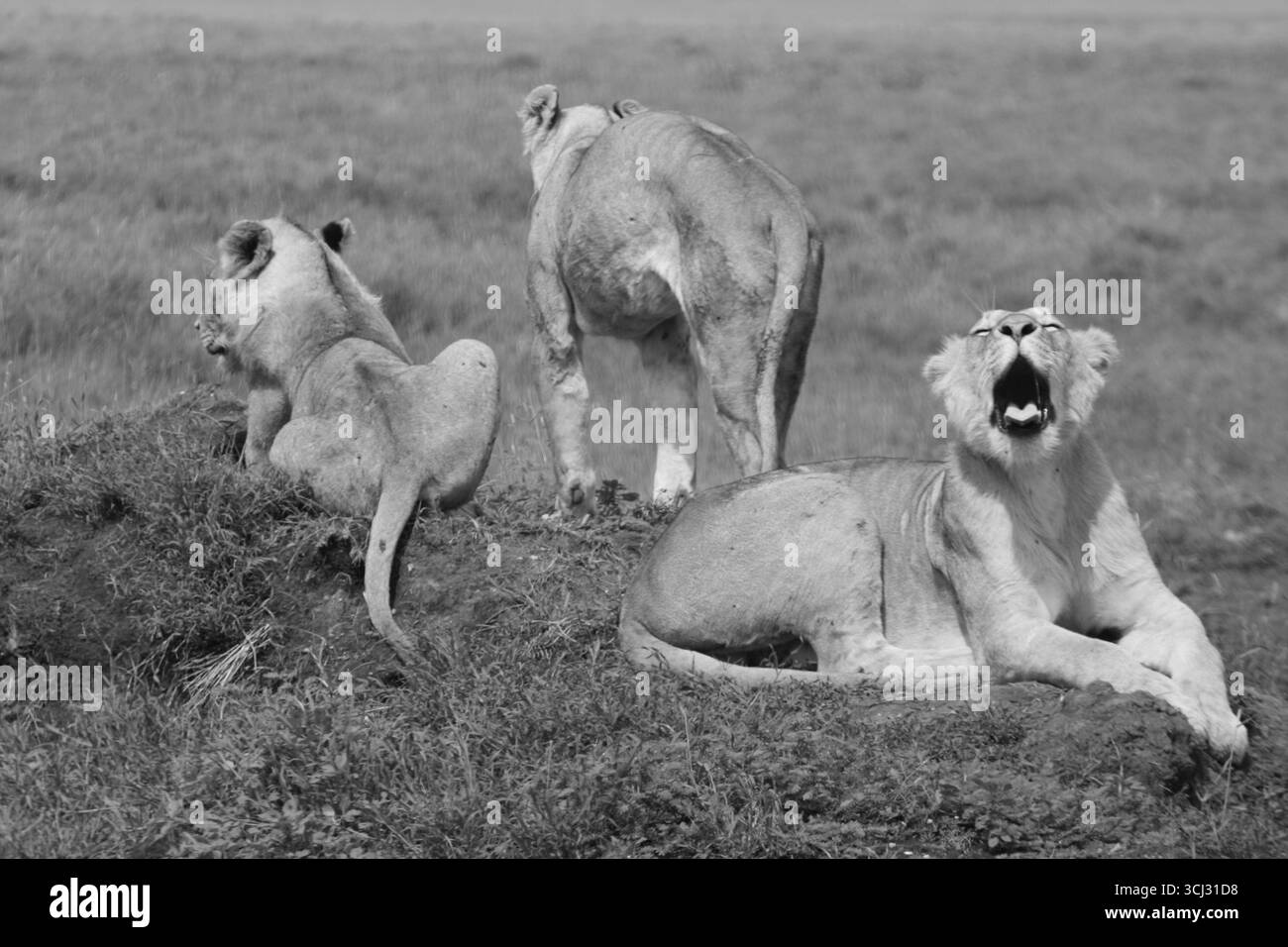 Lioness group panthera leo Black and White Stock Photos & Images - Alamy