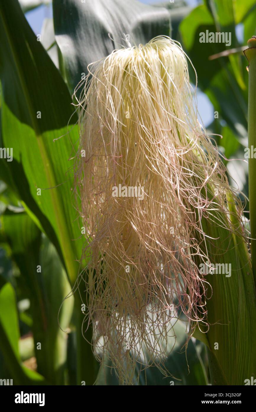 corn silk "stigma maydis" on developing ears of sweetcorn, summer ...