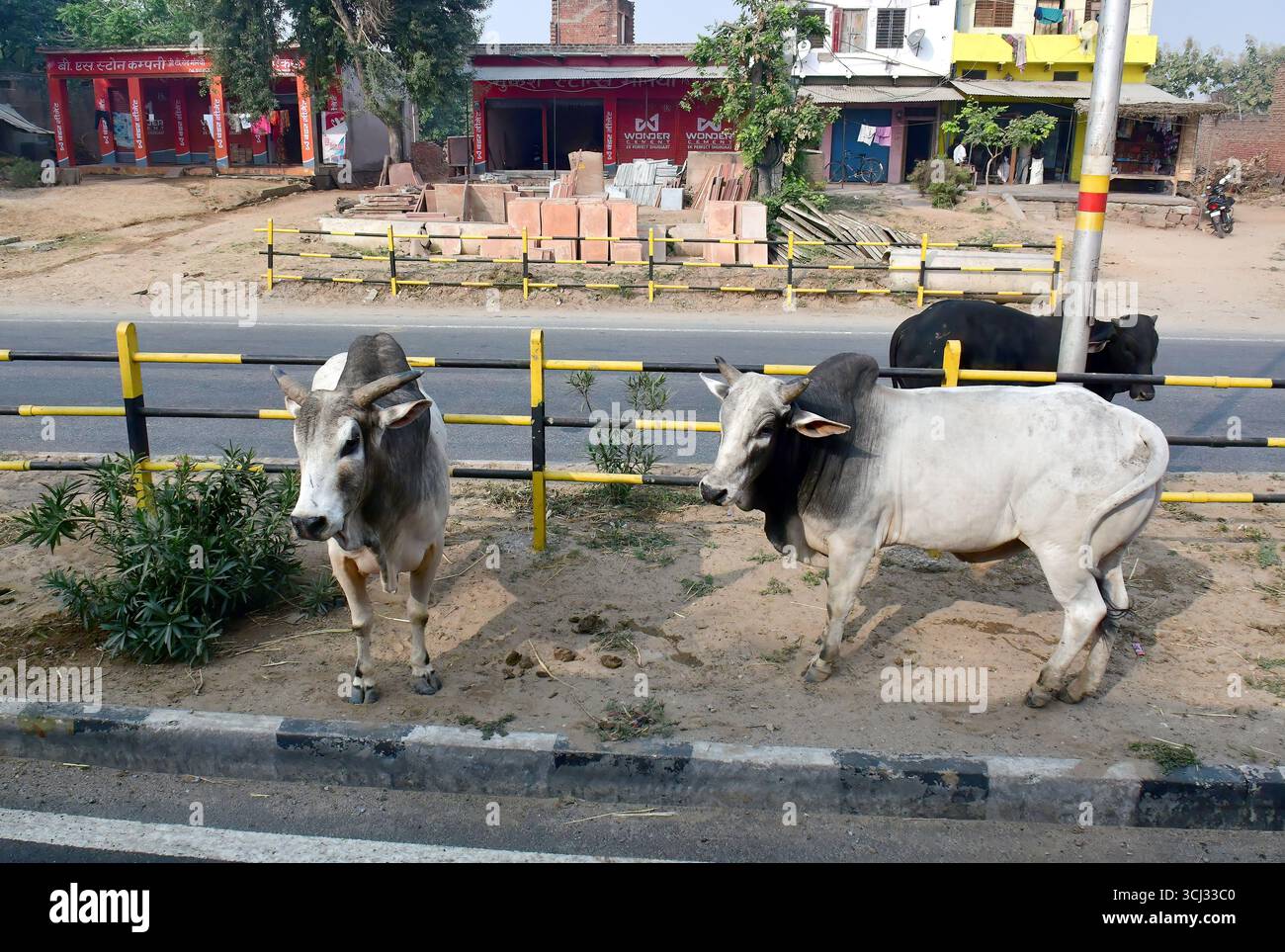 holy cows, India, Asia Stock Photo - Alamy