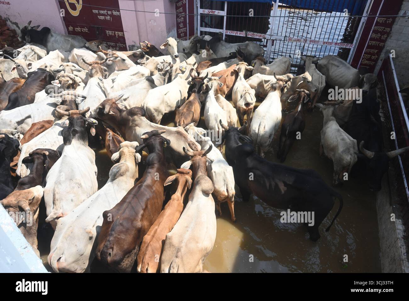 NEW DELHI, INDIA - SEPTEMBER 4: A view of a Cows stand under water at ...