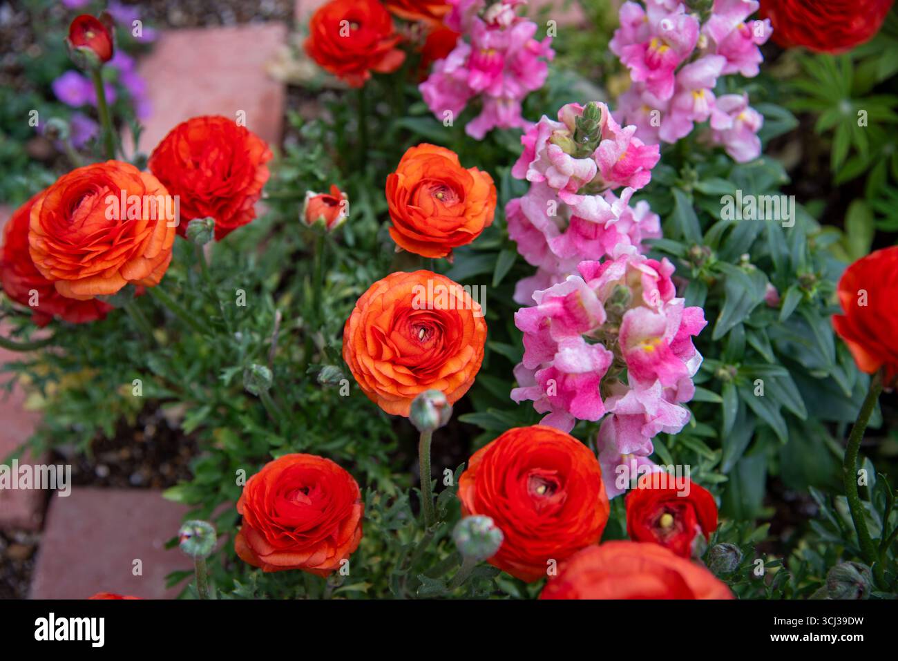 Ranunculus and snapdragon display hi-res stock photography and images ...