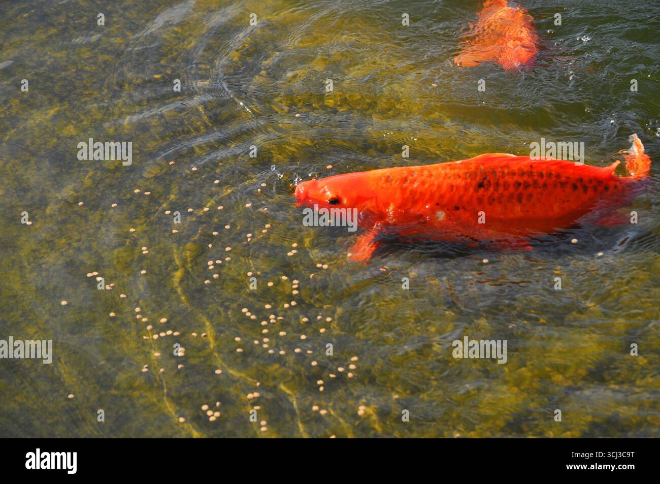 Beautiful koi fish feeding hi-res stock photography and images - Alamy