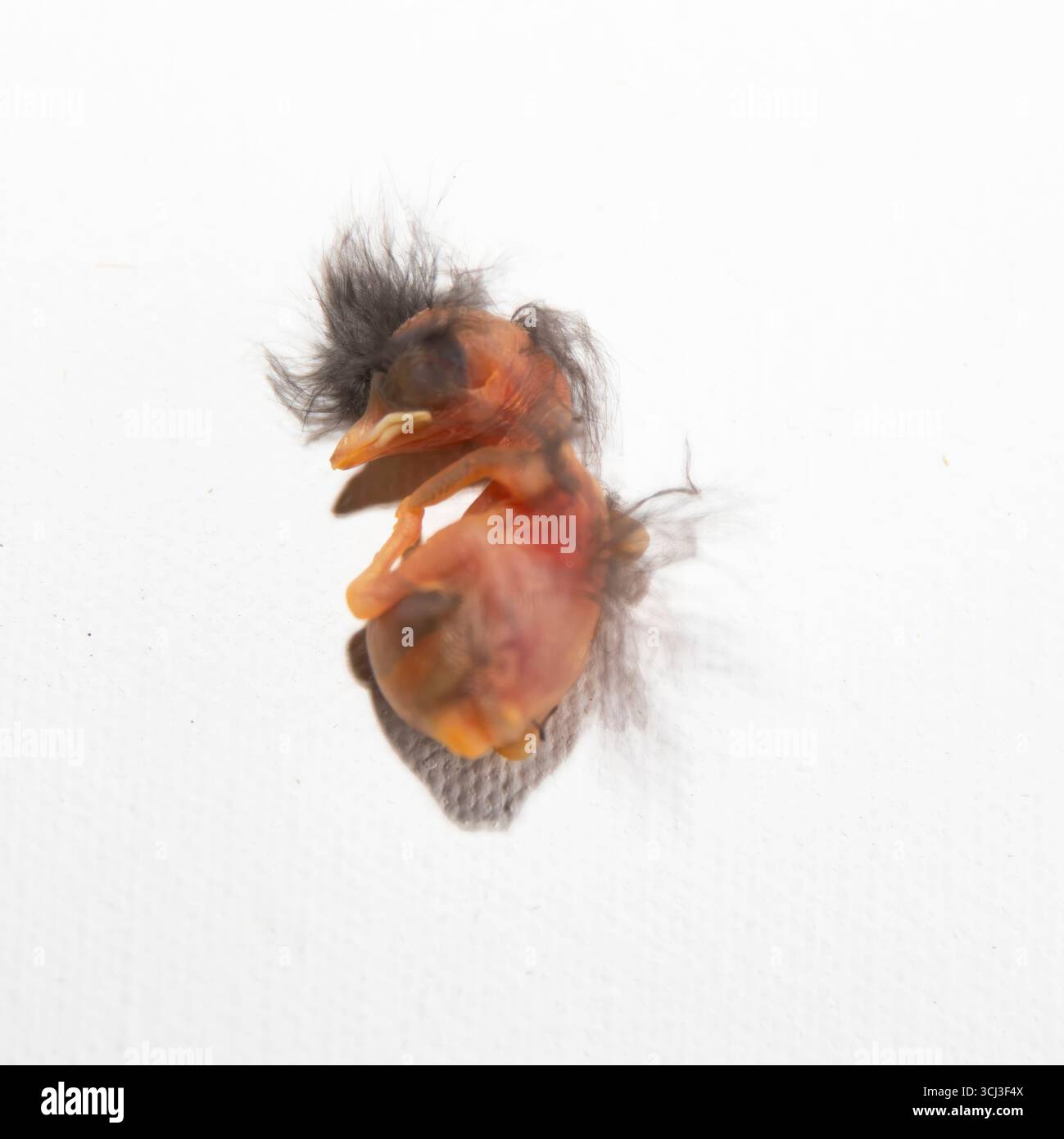 Newborn bird chick close up isolated on white background symbolizing ...