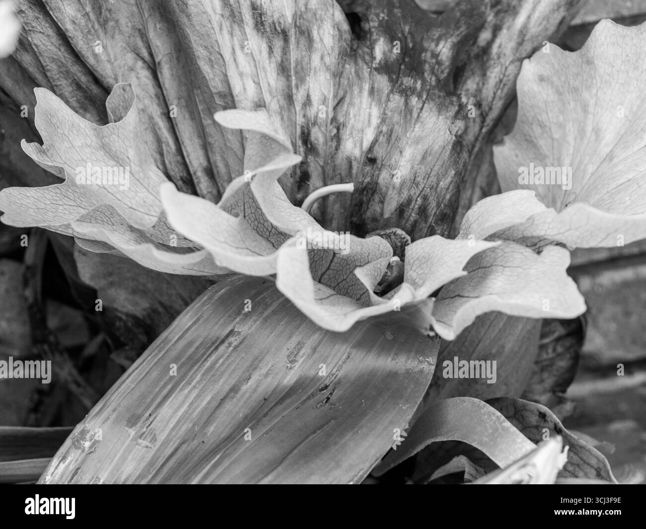 Fern plant growing in Black and White Stock Photos & Images - Alamy