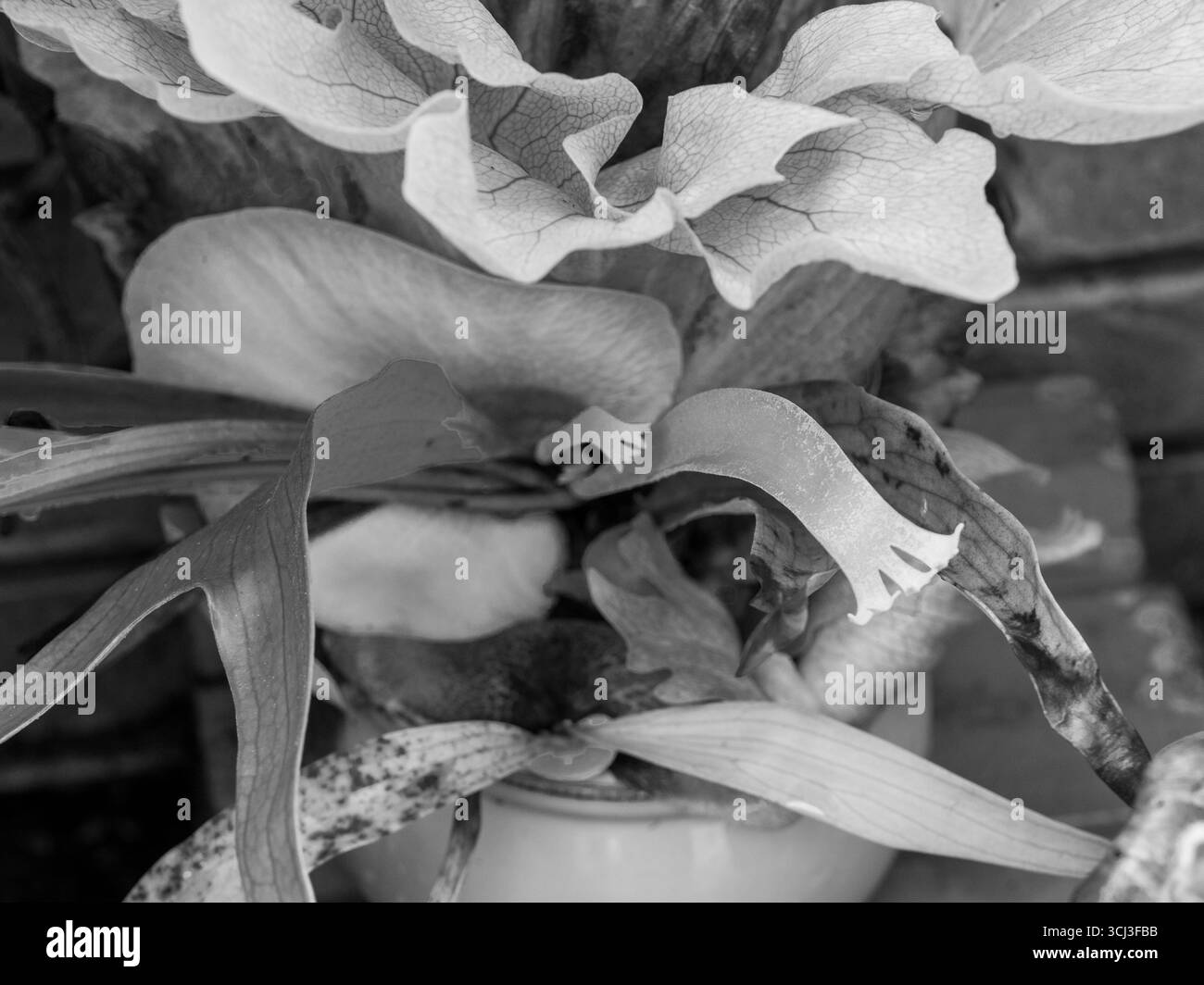 Fern plant growing in Black and White Stock Photos & Images - Alamy