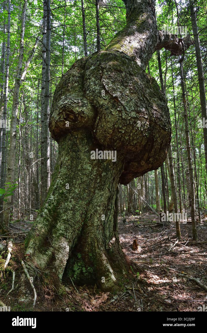 Tree trunk large burls. Rounded outgrowth on a tree trunk. Tree ...