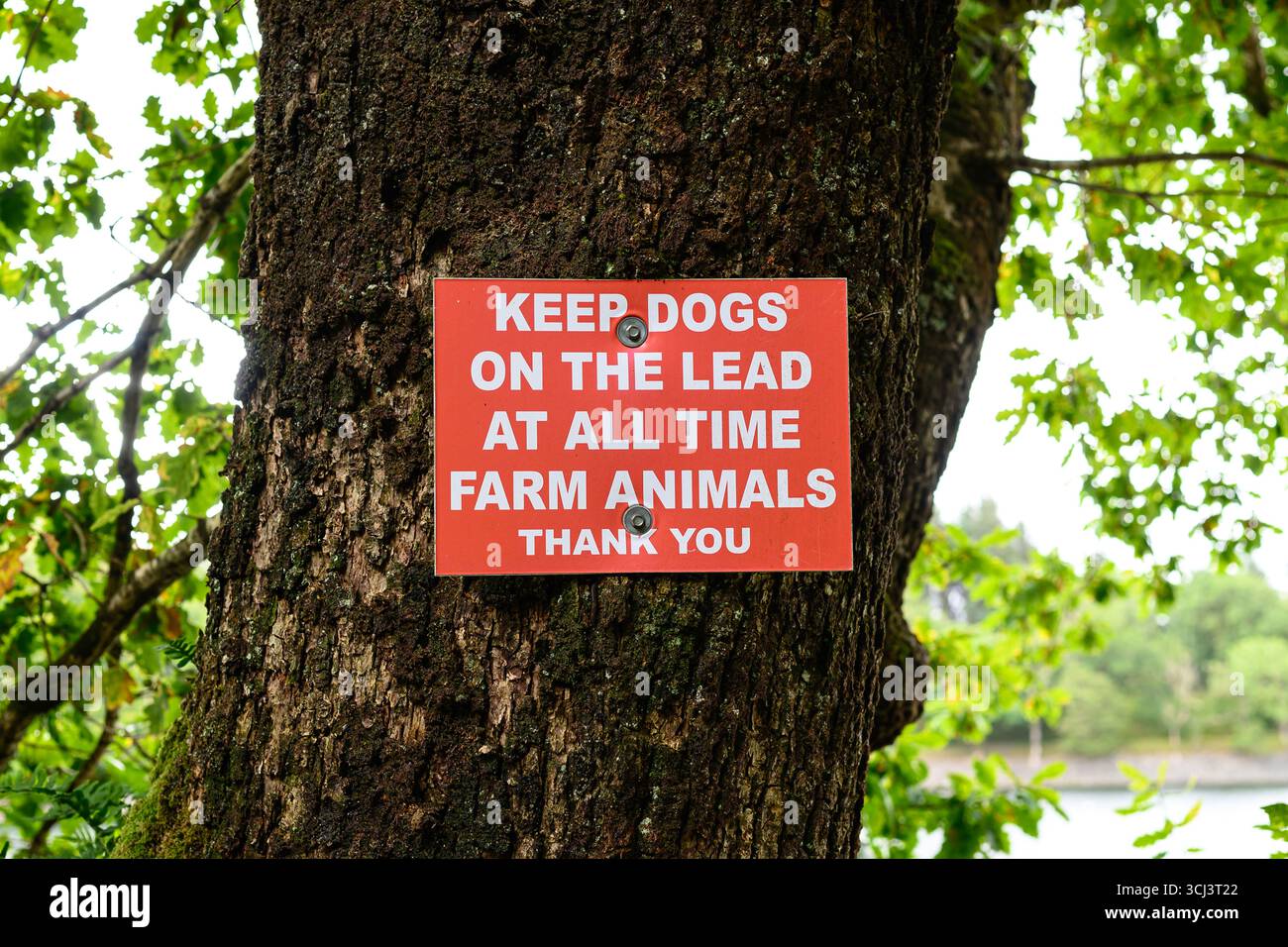 Keep Dogs On The Lead At All Time Farm Animal Sign on tree – Wales, UK ...
