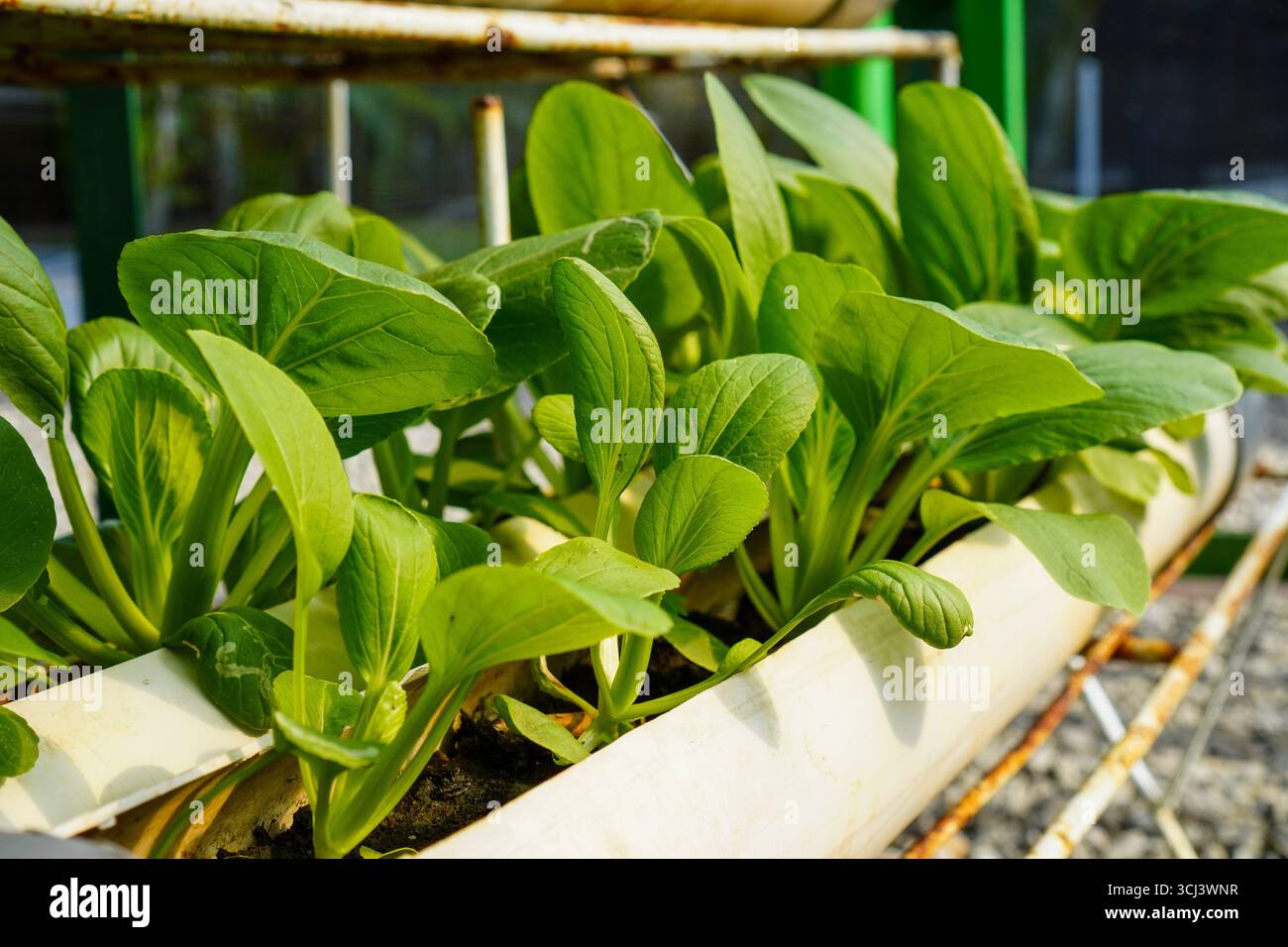 Growing Bok Choy in Hydroponic System Fresh Green Vegetables Stock ...